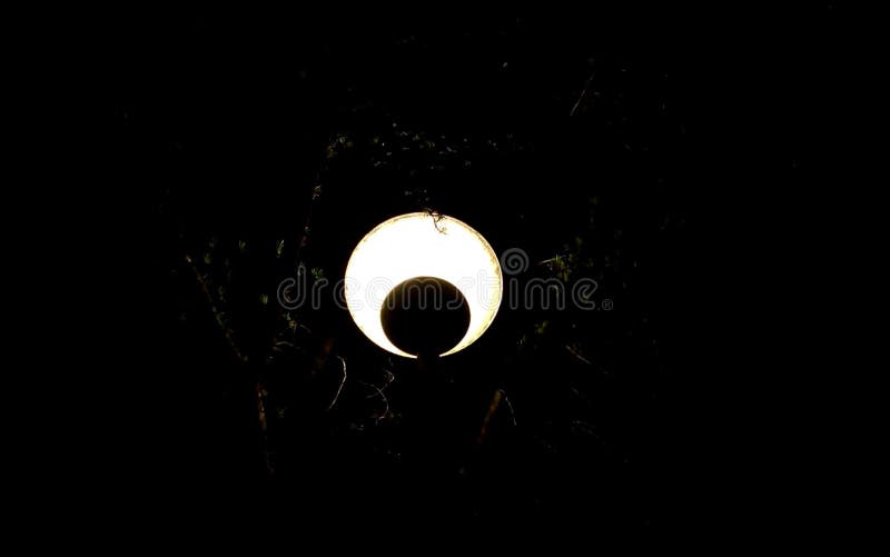 Light in the Middle of Trees Stock Photo - Image of trees, night: 234304454