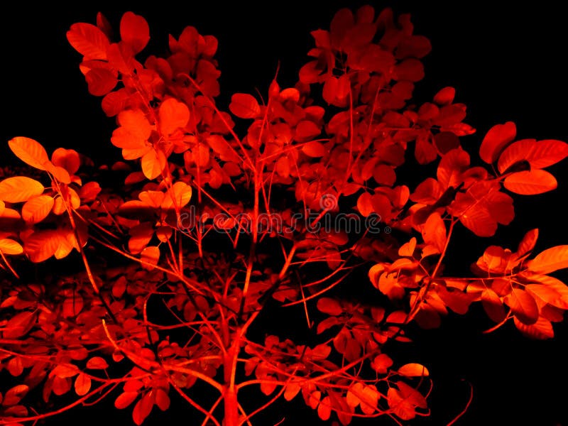 A Tree with Light Reflection from Below in a Park in Jakarta, Indonesia ...