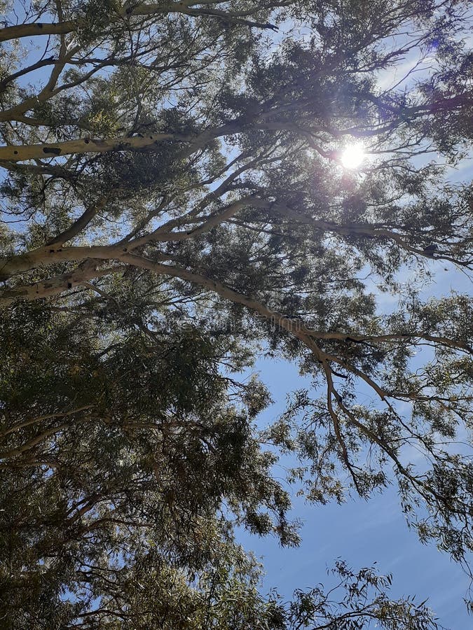 Tree light sleep in aus stock image. Image of sleep - 170693141