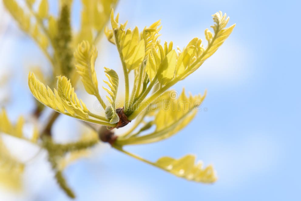 The tree light spring stock photo. Image of garden, fresh - 126834486