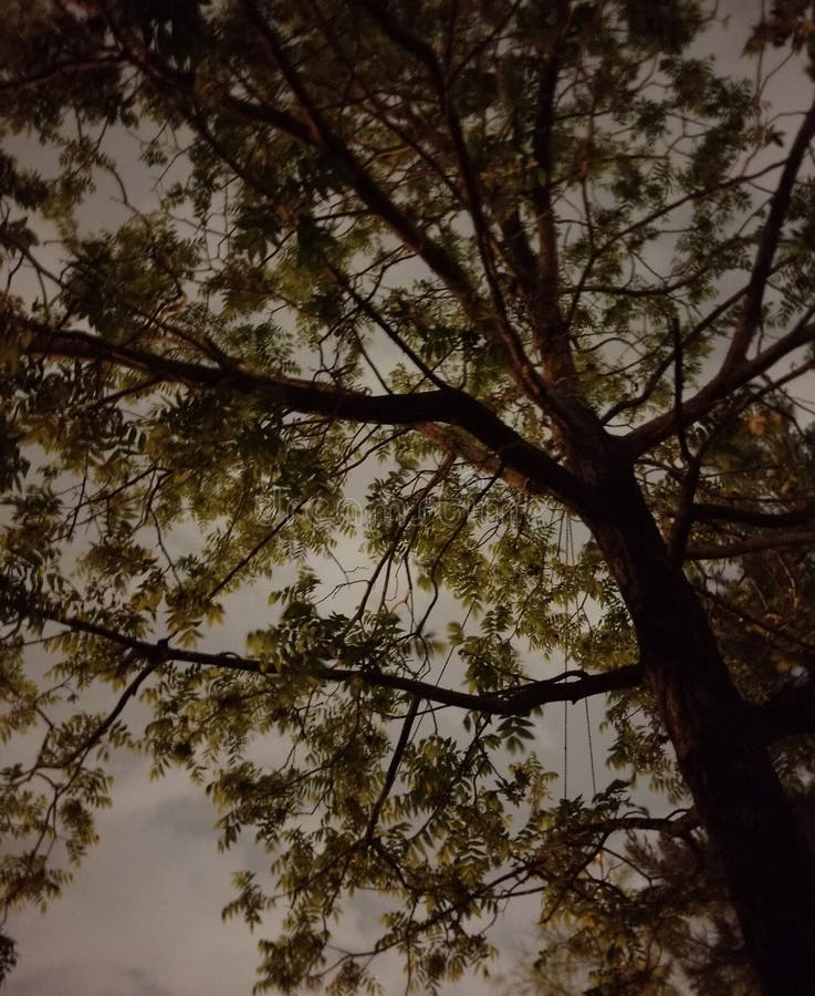 Tree in the Light of Sunset Stock Image - Image of sunset, tree: 146255245