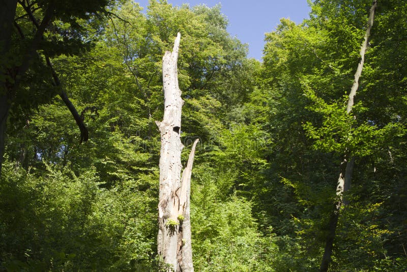 Tree After Lightning Strike Stock Photo - Image of green, nature: 21179404