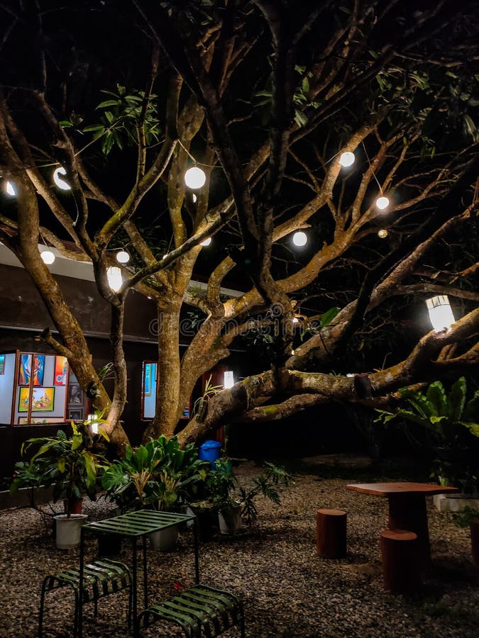 Tree and the Lights - Cozy Ambiance Stock Image - Image of coffee, tree ...