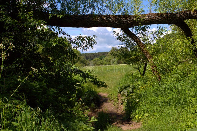 A wooden arc stock photo. Image of vegetation, plant - 249792738