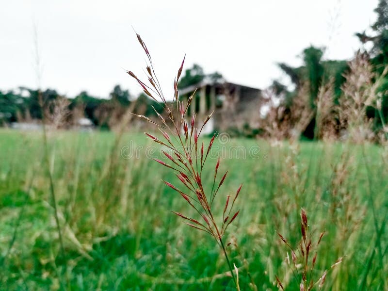 A Tree Like a Stick Thin with Beautiful Green Grass Stock Photo - Image ...