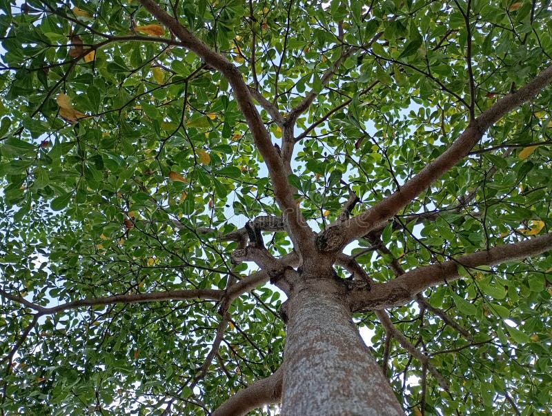 This Tree is Like an Umbrella for Shade from the Sun Stock Image ...