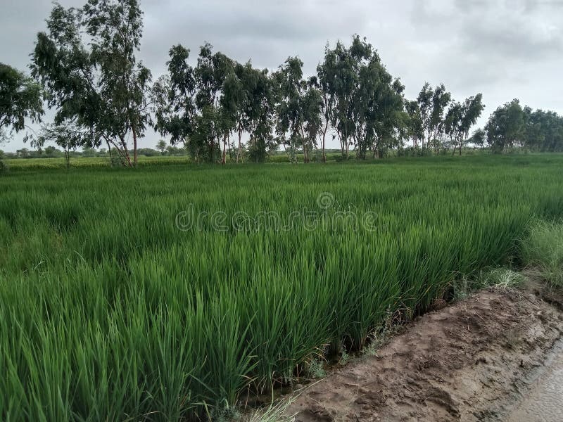 Pir Chok Stock Photos - Free & Royalty-Free Stock Photos from Dreamstime