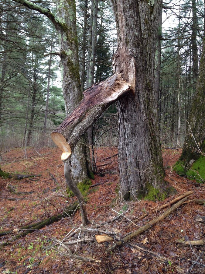 Tree limb down stock photo. Image of down, tree, storm - 54699666