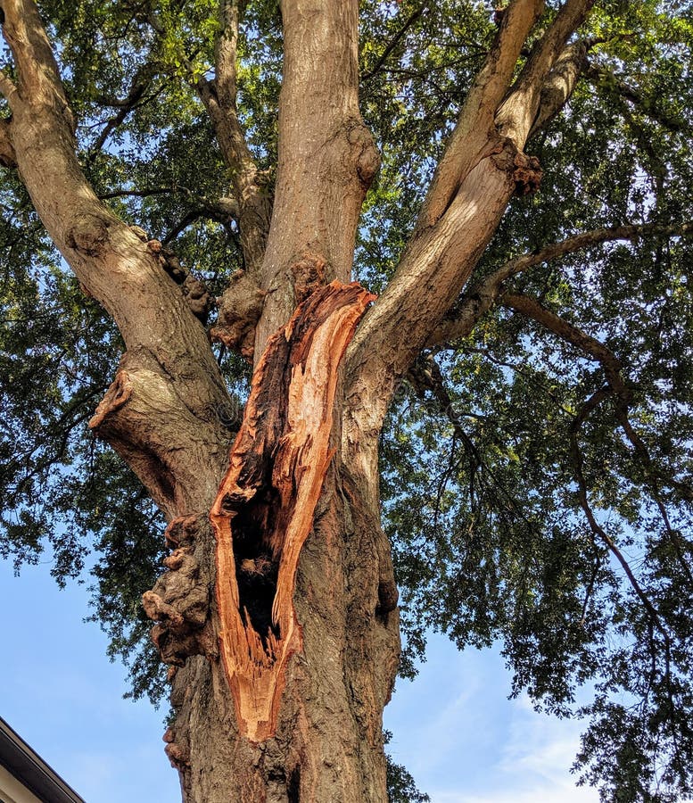 Tree with Limb Missing Due To Lightning Strike Stock Photo - Image of ...