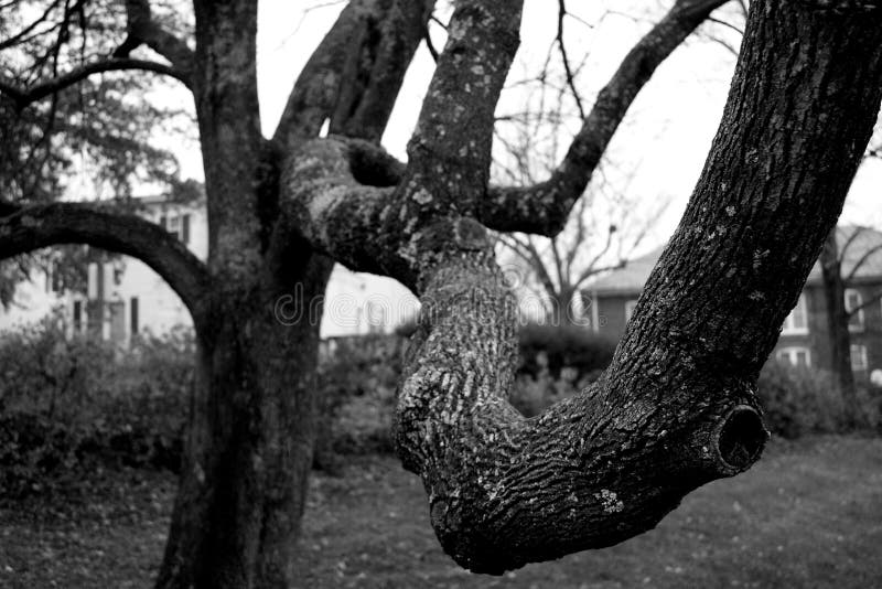 Tree Limb stock photo. Image of grow, forest, growing - 65112528