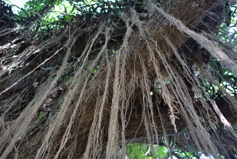 Hanging Limb stock photo. Image of extend, branch, lake - 5751106