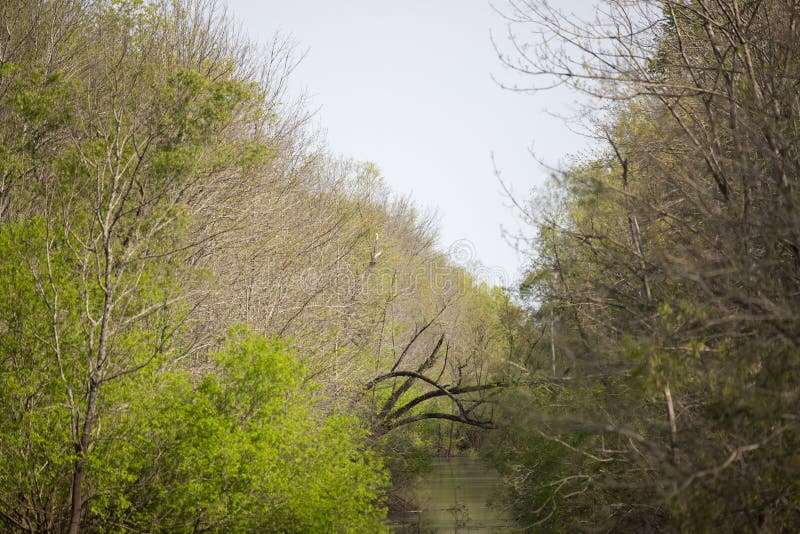 Tree Limbs above a Stream stock photo. Image of ecotourism - 231417328