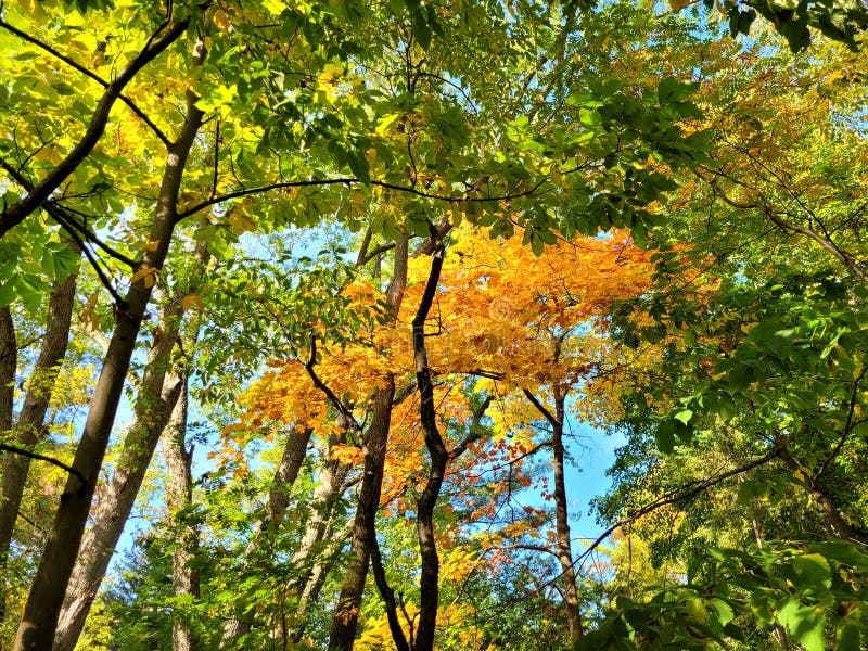 Tree Limbs and Coloured Foliage Stock Photo - Image of beauty, branches ...