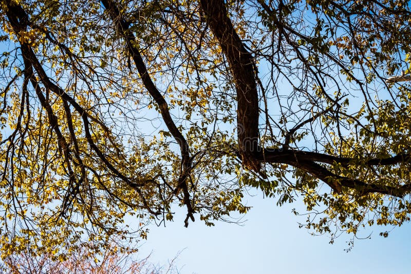 Tree Limbs Hanging from the Sky Stock Photo - Image of green, limb ...