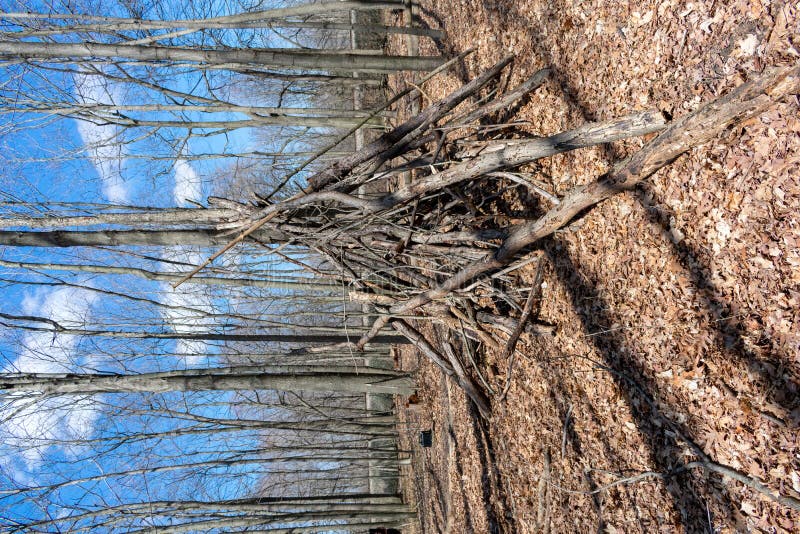 Tree Limbs Stacked Up in the Woods for Shelter Stock Image - Image of ...