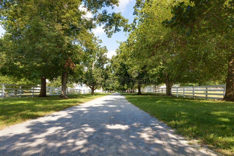Trees over Shady Lane stock image. Image of sunny, shade - 10844351