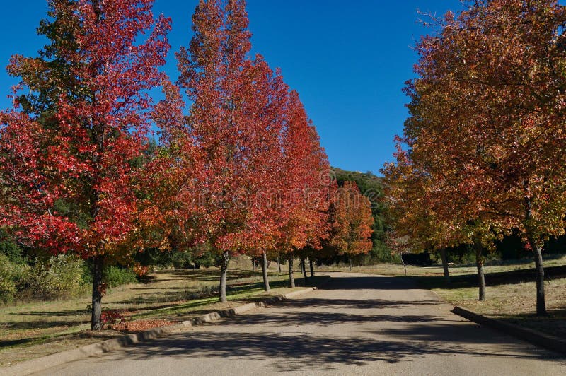 Tree-Linded Drive Full of Red Maple Stock Image - Image of maple ...