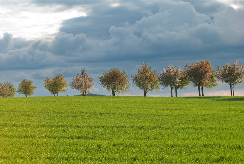 Tree Line stock photo. Image of line, leaves, outside - 11015006