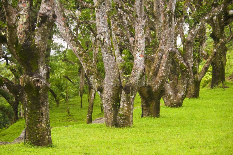 Tree Line stock image. Image of bush, fresh, nature, branch - 11072631