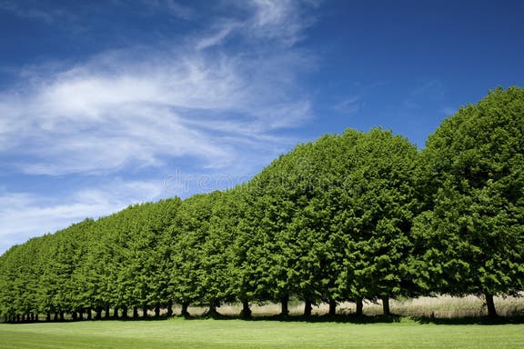 78,873 Summer Tree Line Stock Photos - Free & Royalty-Free Stock Photos ...