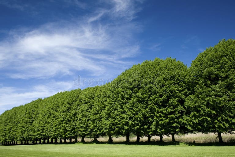 78,873 Summer Tree Line Stock Photos - Free & Royalty-Free Stock Photos ...