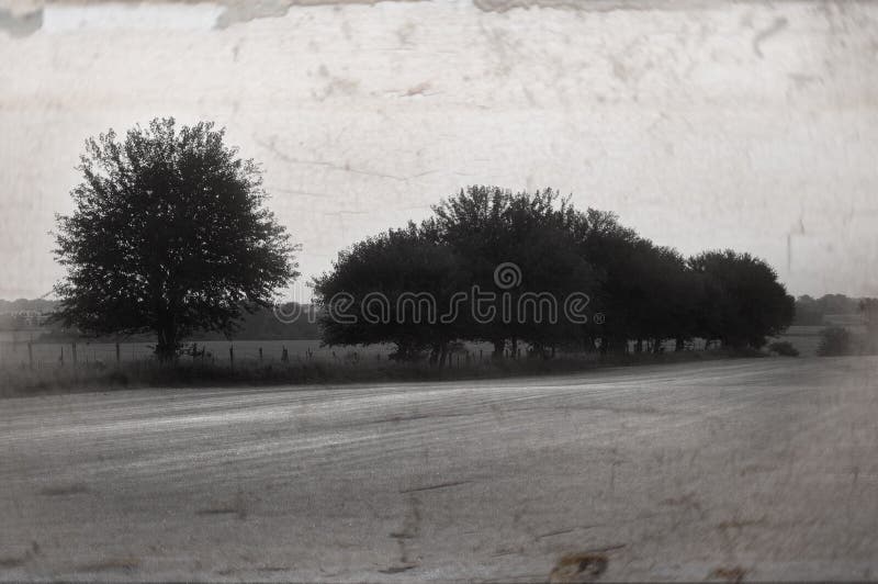 Tree Line stock photo. Image of line, black, postcard - 18066572