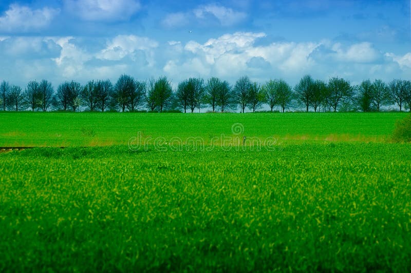 Tree-line stock image. Image of plain, rural, outside - 5126903