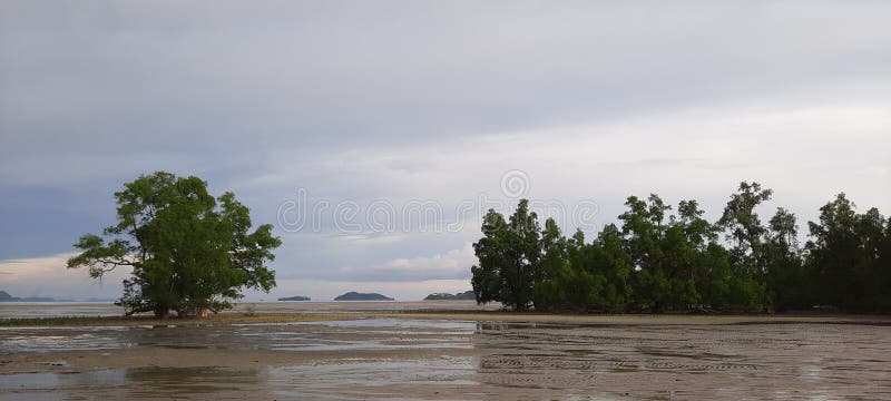 Tree line on the beach stock photo. Image of waterway - 191964640