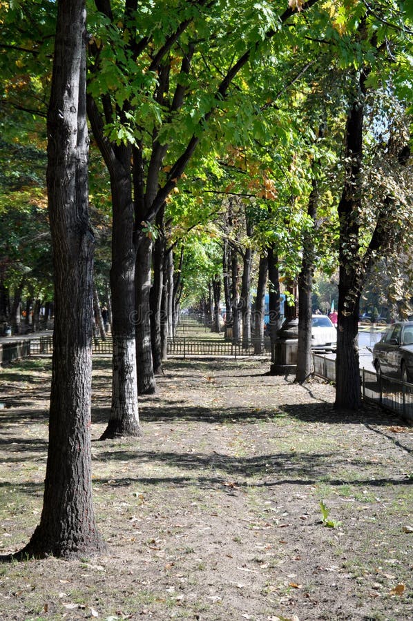 Tree line in the city stock photo. Image of clean, lines - 34237252