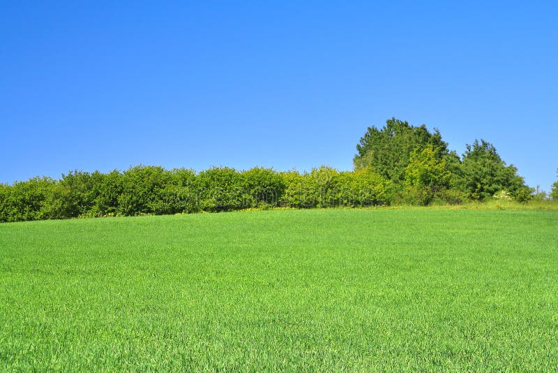 Tree line stock image. Image of snowy, farm, arable, rime - 1751297