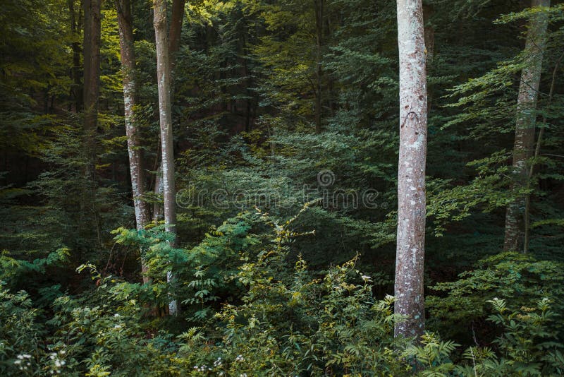 Tree Line at the End of a Forest Stock Image - Image of forest ...