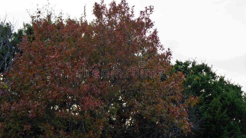 Autumn Tree Line stock image. Image of abstract, foliage - 105612873