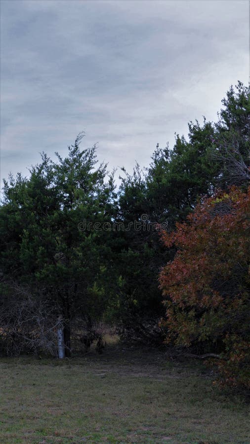 Autumn Tree Line stock photo. Image of forest, brown - 105633376