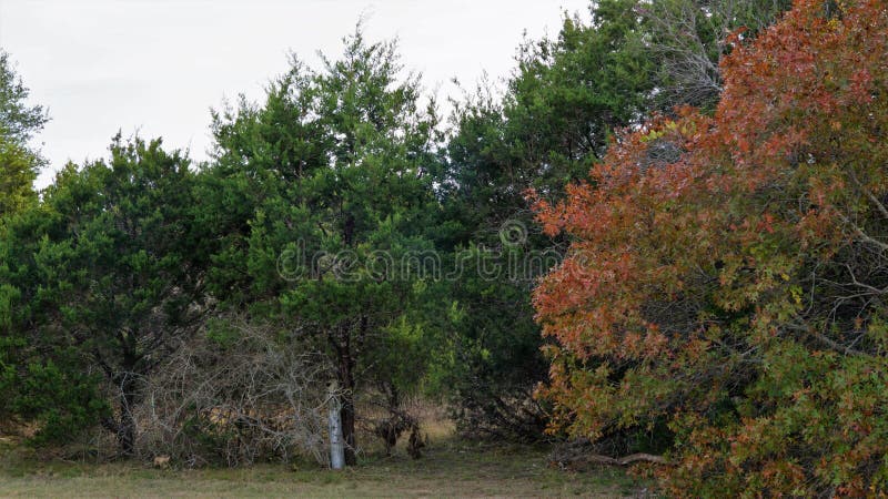 Autumn Tree Line stock image. Image of light, brown - 105634411