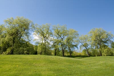 Tree line on hill stock photo. Image of field, meadow - 5219934