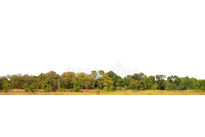 Tree Line Isolated on a White Background, Stock Photo - Image of fresh ...