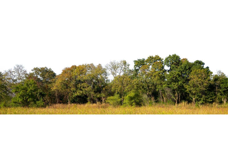 Tree Line Isolated on a White Background, Stock Image - Image of ...