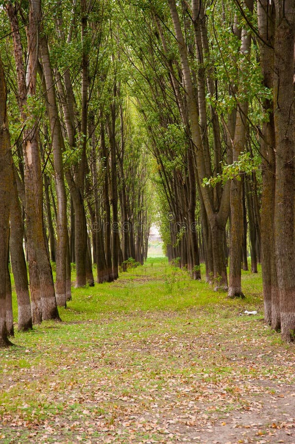 121 Distant Treeline Photos - Free & Royalty-Free Stock Photos from ...