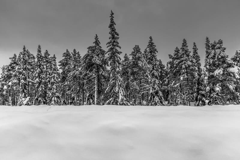 700 Arctic Tree Line Stock Photos - Free & Royalty-Free Stock Photos ...