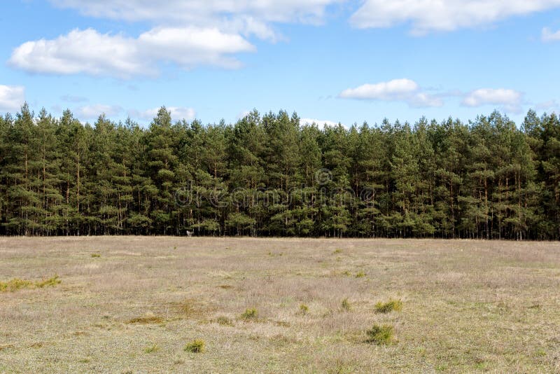 Tree line on hill stock photo. Image of field, meadow - 5219934