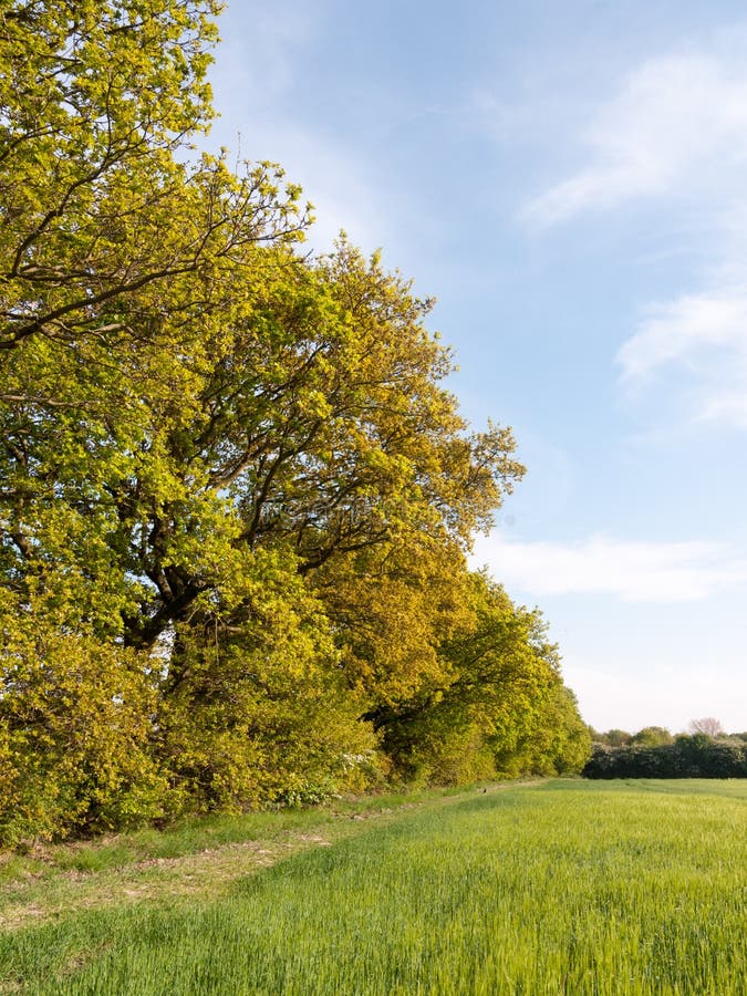 Tree Line Outside in Field Farm Sunshine Beautiful Stock Image - Image ...