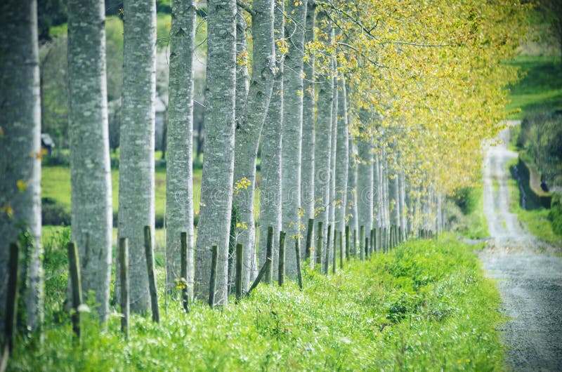 Tree line stock photo. Image of scenic, nature, tree - 30605684