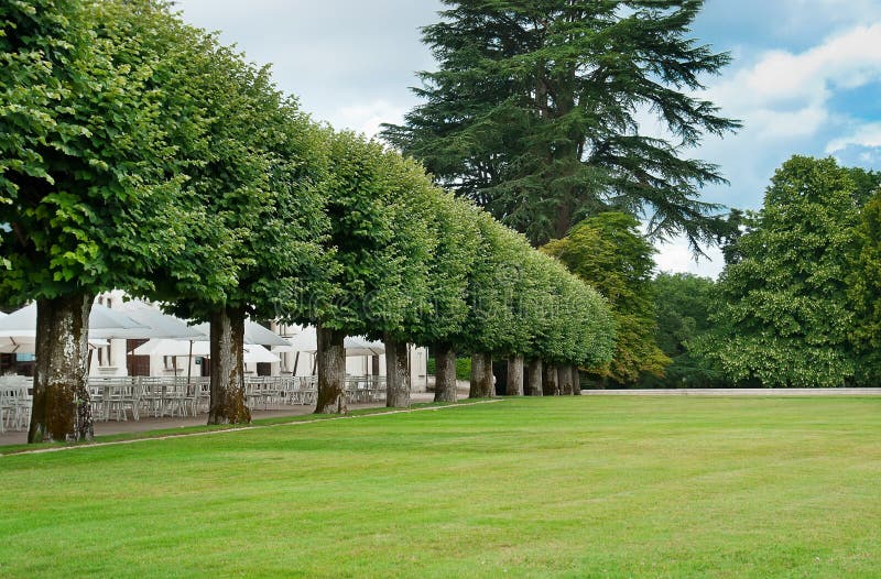 Tree line in the park stock photo. Image of leaf, field - 26924866