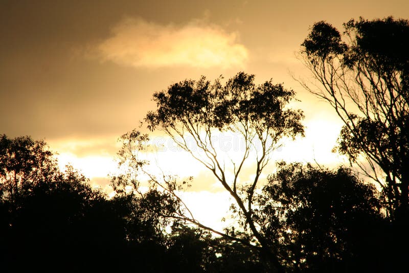 Tree-line Silhouette Sunset Stock Photo - Image of cloud, black: 709902