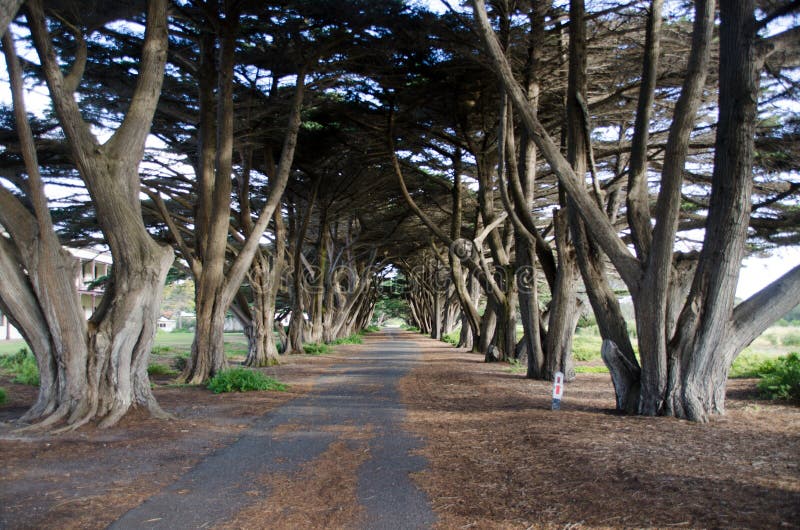 Tree line stock photo. Image of branch, grove, leaves - 98239330