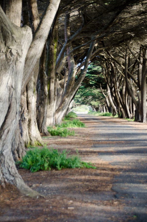 Tree line stock image. Image of sunrise, trunk, plantation - 98239395
