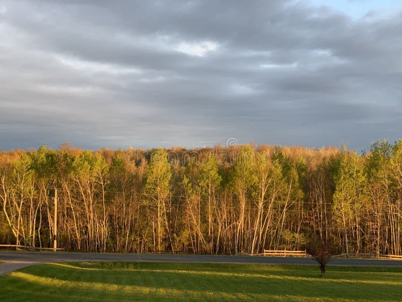 Tree line sunset stock image. Image of nature, horizon - 204123985