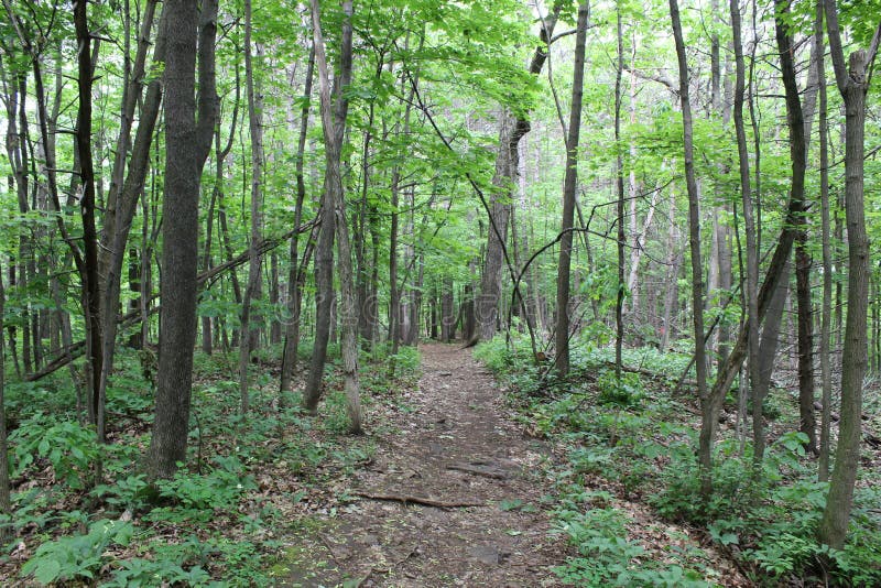 Tree line stock image. Image of line, green, tree, woods - 151102409