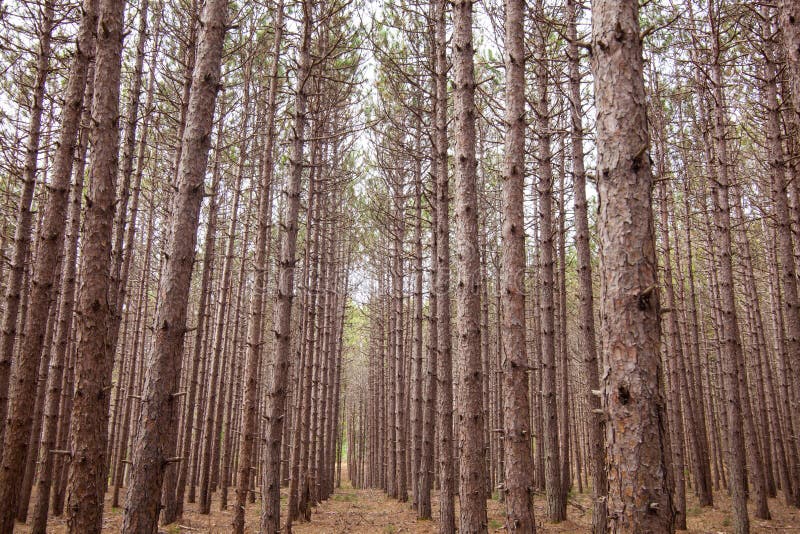 Tree line stock photo. Image of lined, camping, forest - 69265824