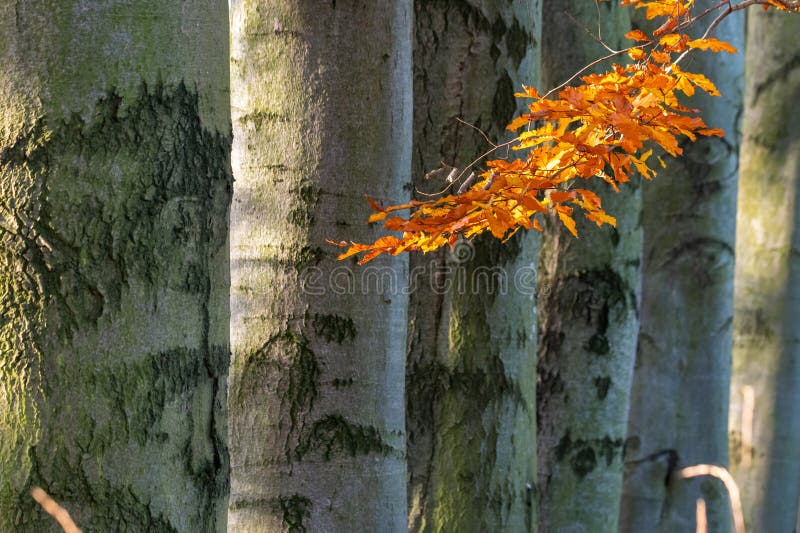 Tree Line Trunks of Old Beech Trees Standing in the Forest with Autumn ...